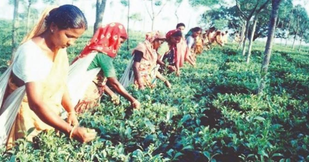 Plucking tea leaves brings self-reliance to 10,000 women