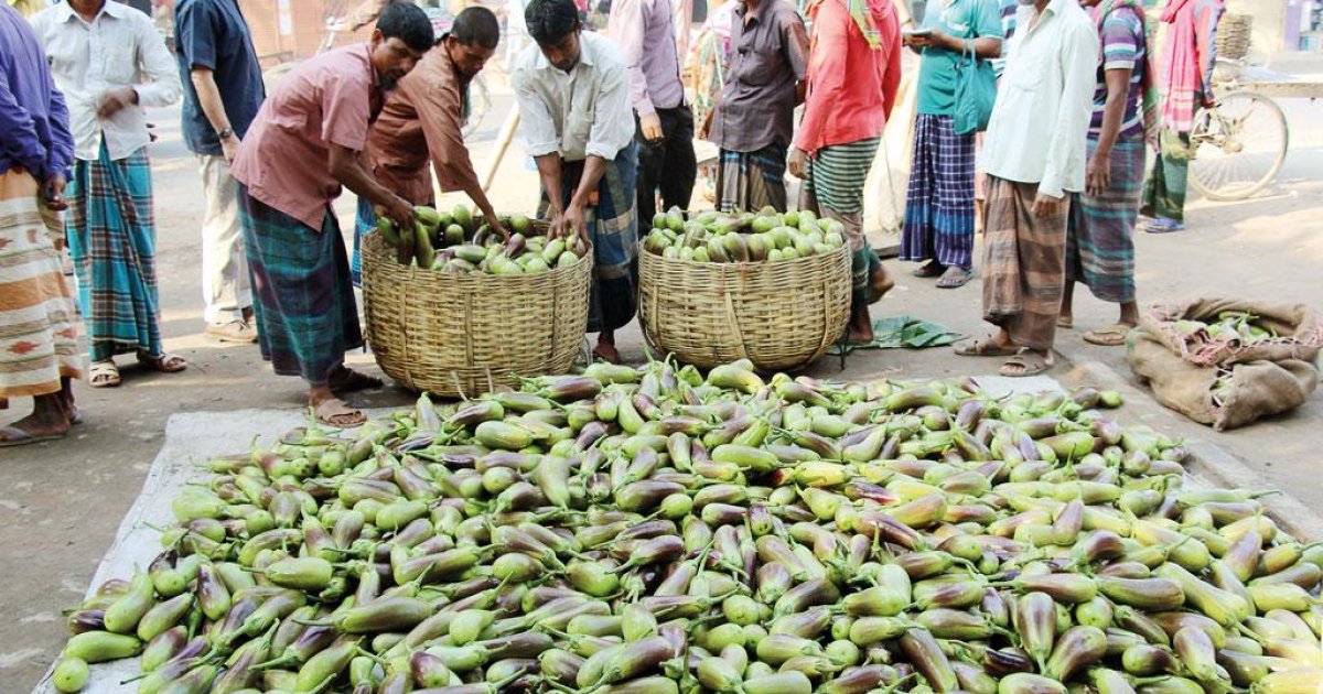 5-yr after releasing its first GM crop Bangladesh says farmers gain by ...