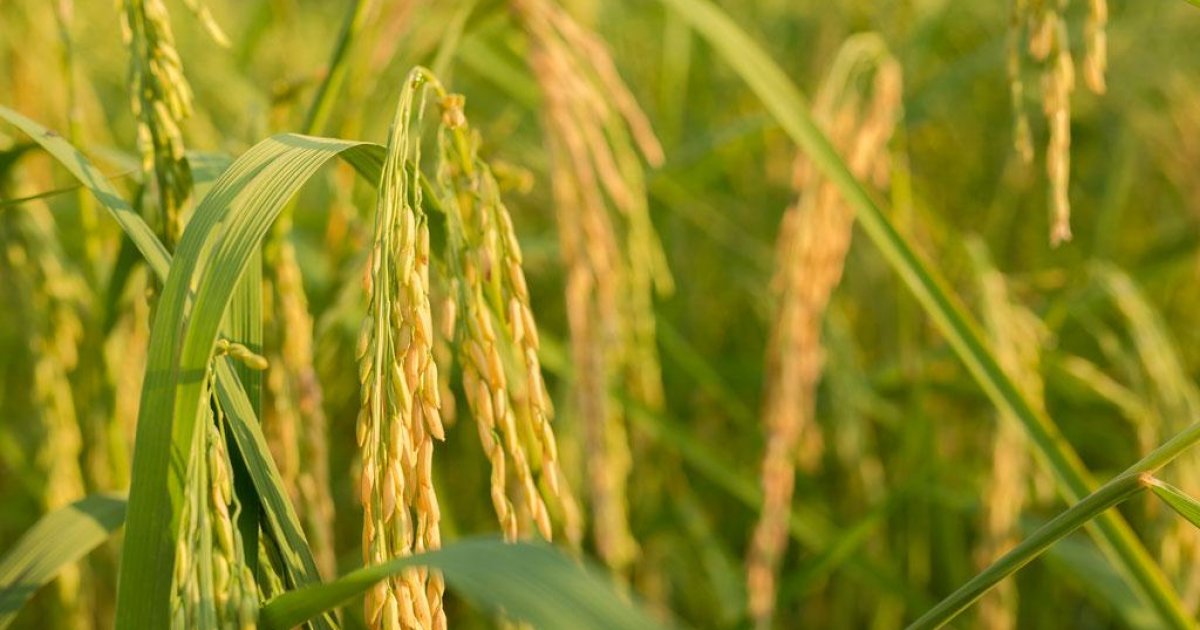 Three ways to feed the world