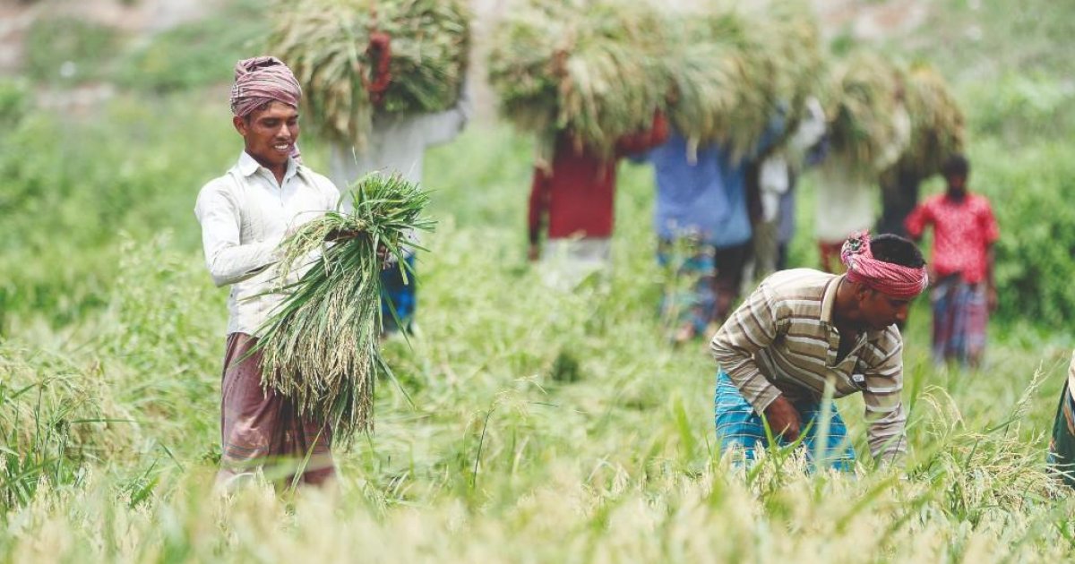 USDA: Rice output continues to see growth