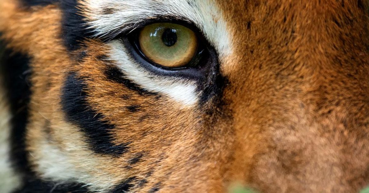 Infographic: Tiger count in India at 2,967