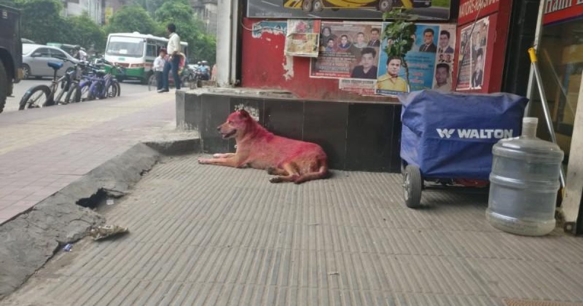This is why you have been seeing pink dogs