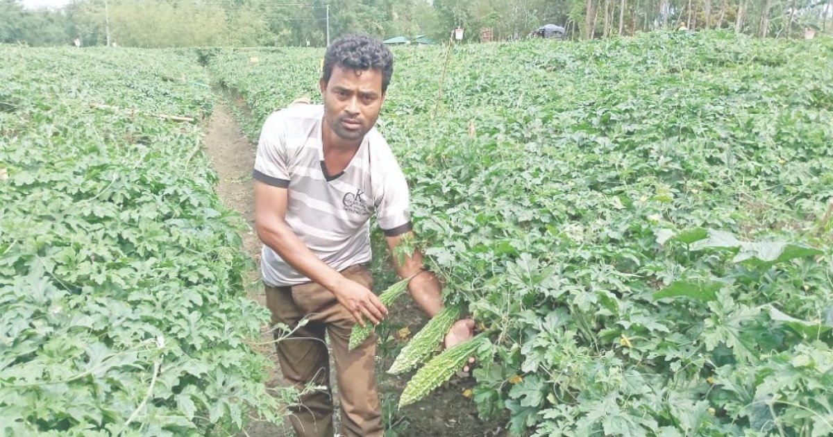 Vegetable farming helps a farmer win poverty in Nilphamari
