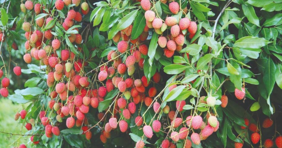 Reasonable prices of lychees, mangoes, with high demand in markets