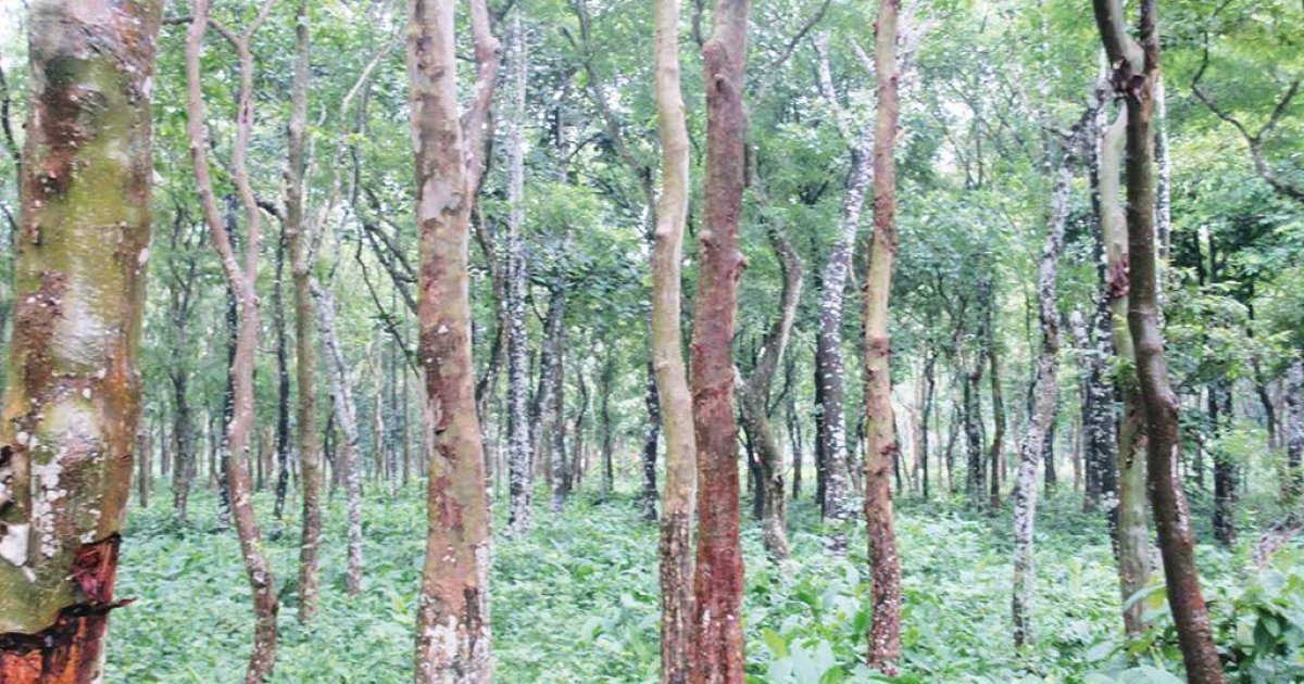 Vibrant herbal garden of Madhupur forest benefits locals