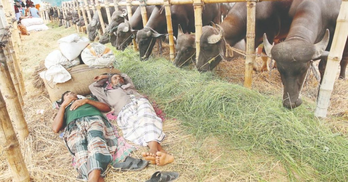 Gabtoli cattle market is yet to gain momentum
