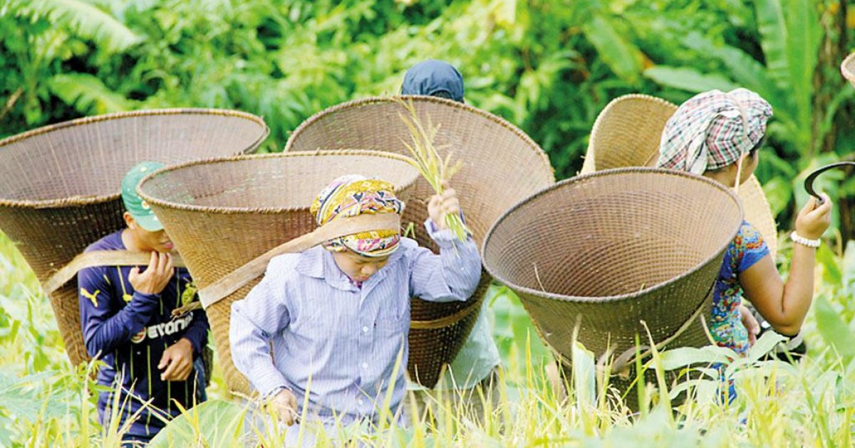 Jhum cultivation brings out robust paddy output in Bandarban