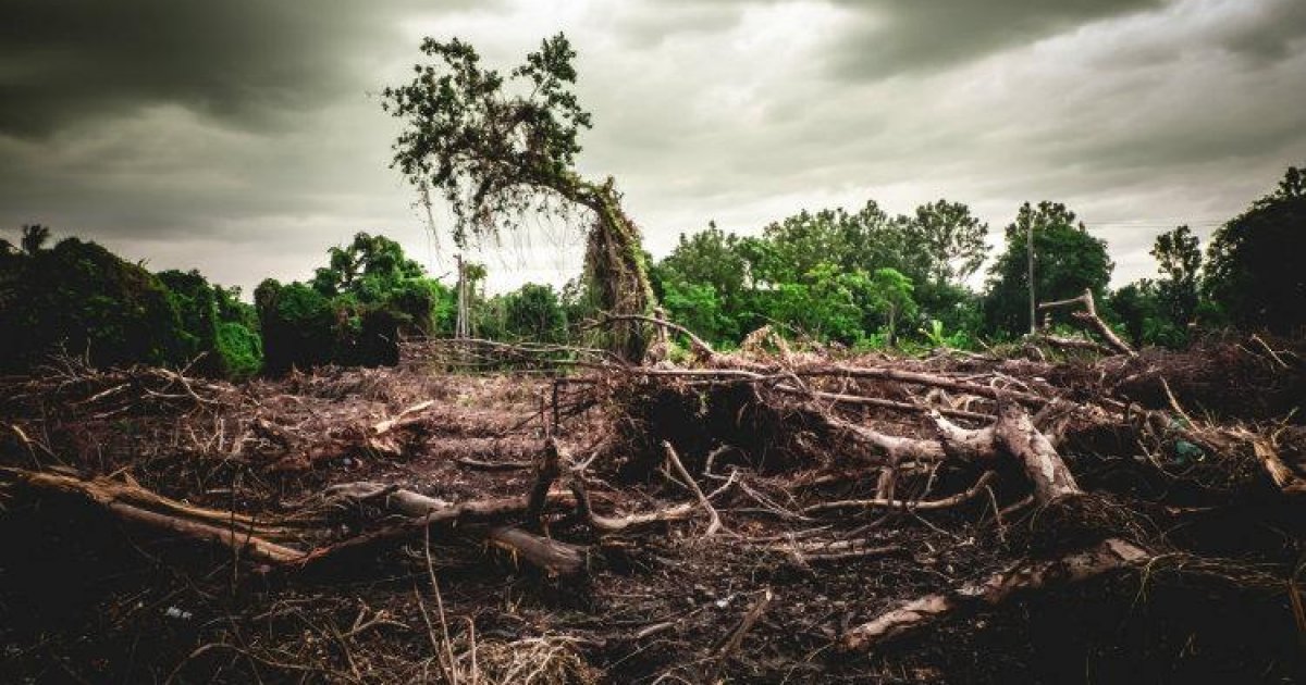 Losing our forests