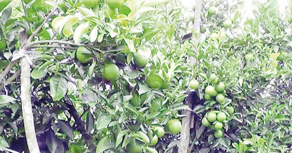 Malta cultivation sees success in Jhalakathi