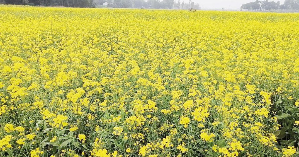 Tangail farmers eye bumper mustard yield