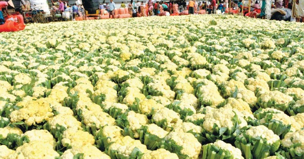 Bogra farmers happy with cauliflower, cabbage yield, fair price