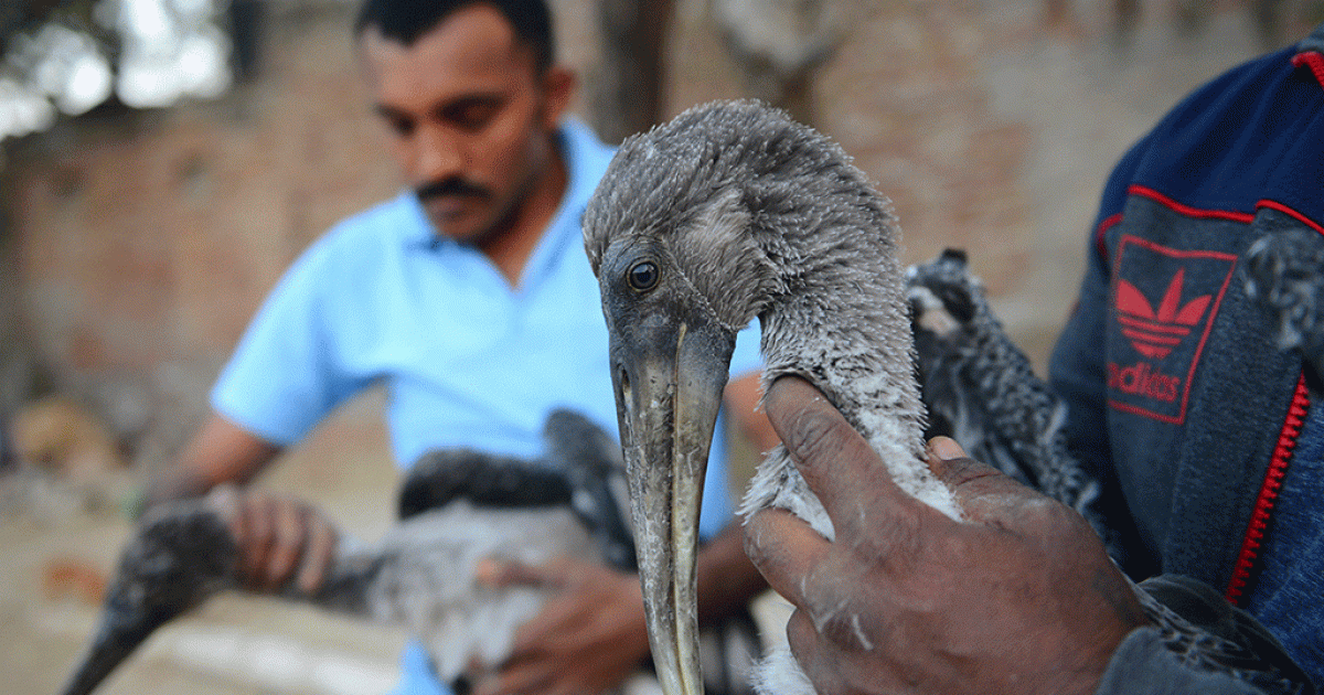 Deadly kite strings kill 150 birds in India