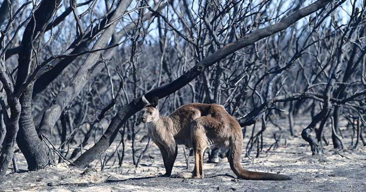 Infographic: Australia's bushfires brought 113 species closer to extinction
