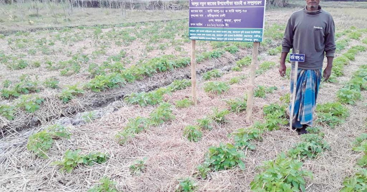Potato cultivation prospers on abandoned Koyra farmlands