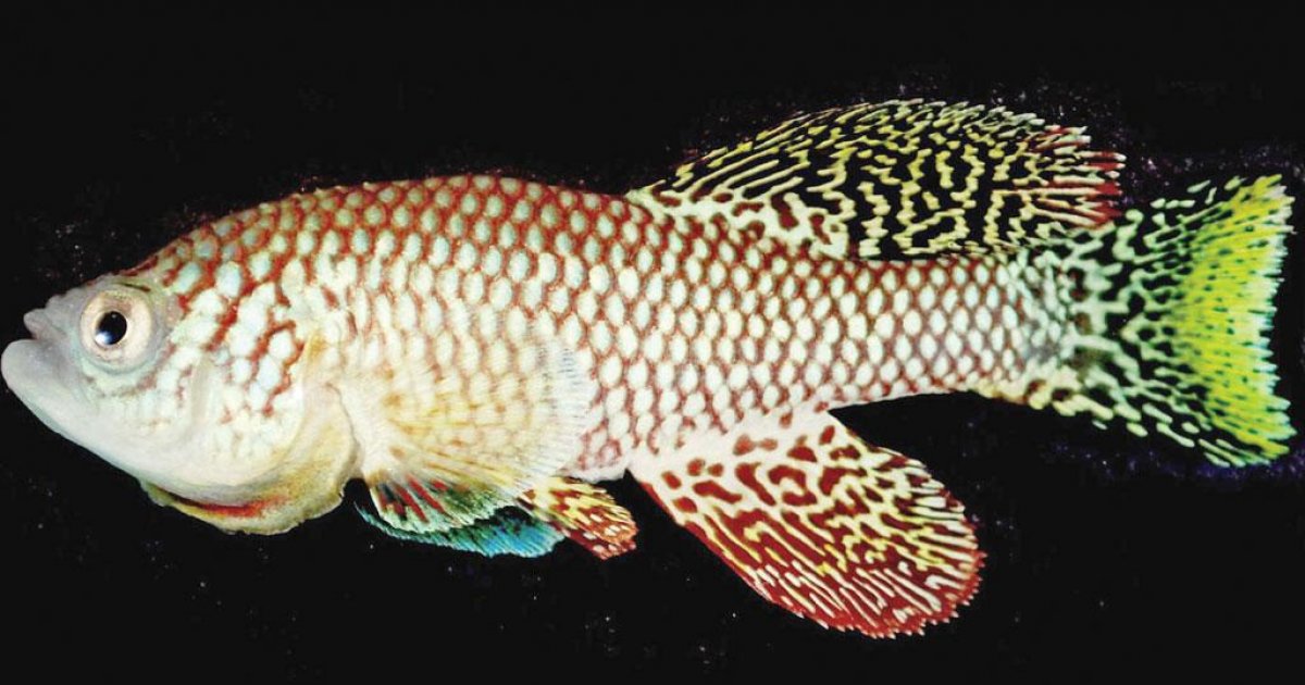 African fish may hold key to stopping ageing in humans