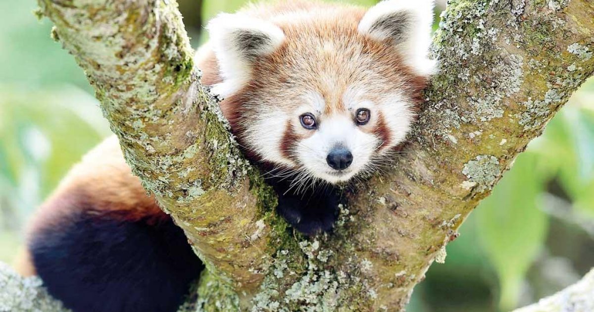 Red panda: Not 1 but 2 distinct species