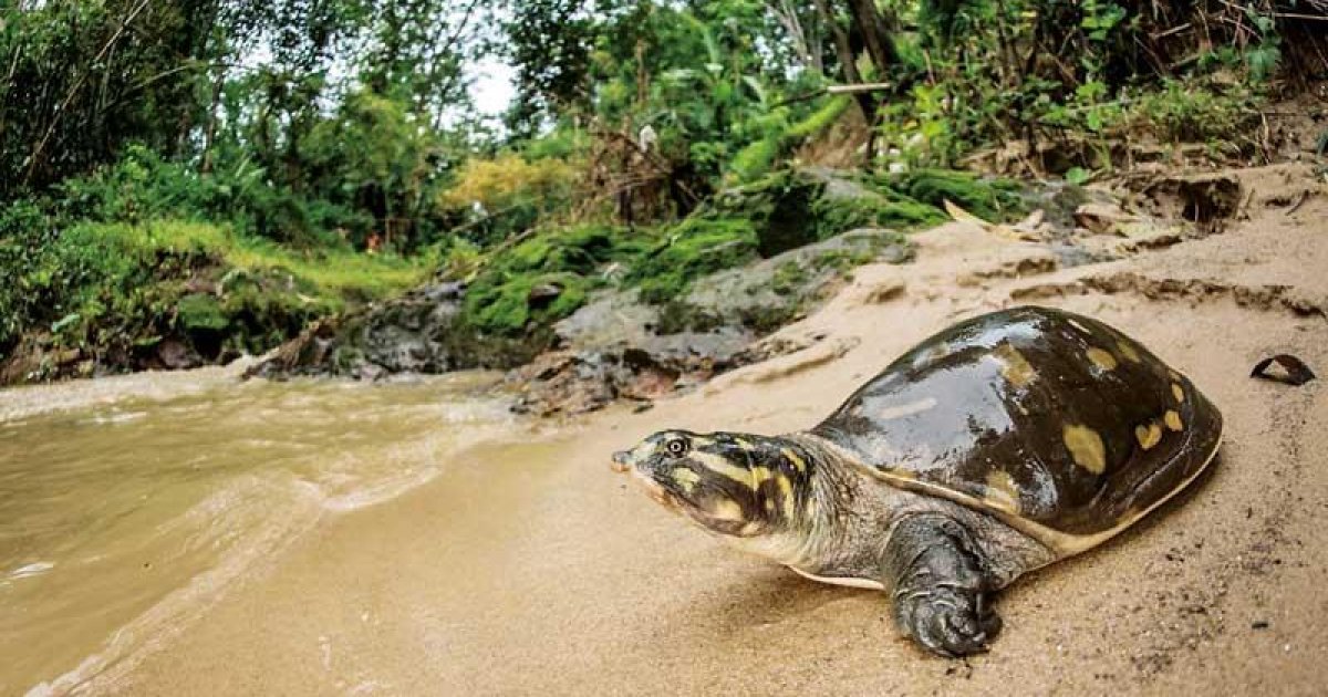 World Wildlife Day: Indiscriminate poaching of freshwater turtles to ...