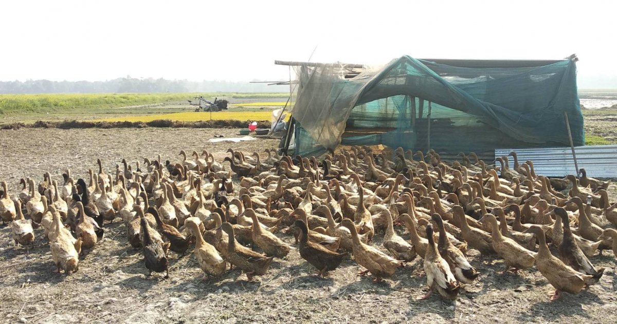 Tangail youth become solvent with duck farming