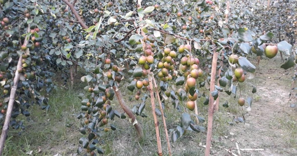 Shariatpur farmer achieves success in Kashmiri Kul cultivation
