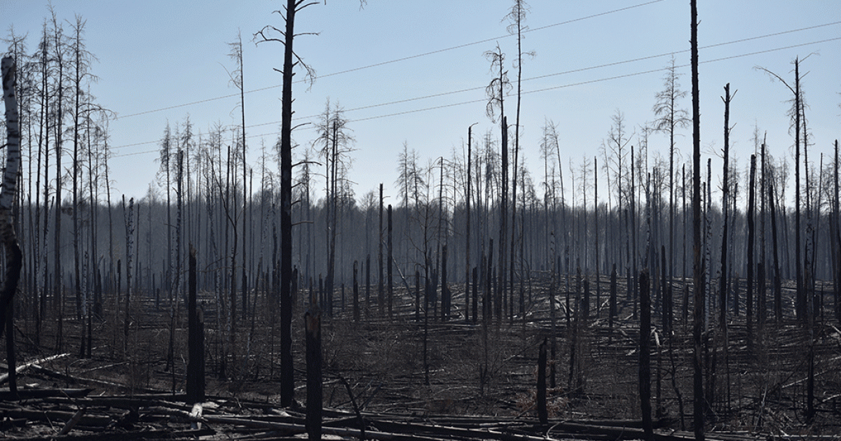 Ukraine: Forest fire around defunct Chernobyl nuclear plant put out