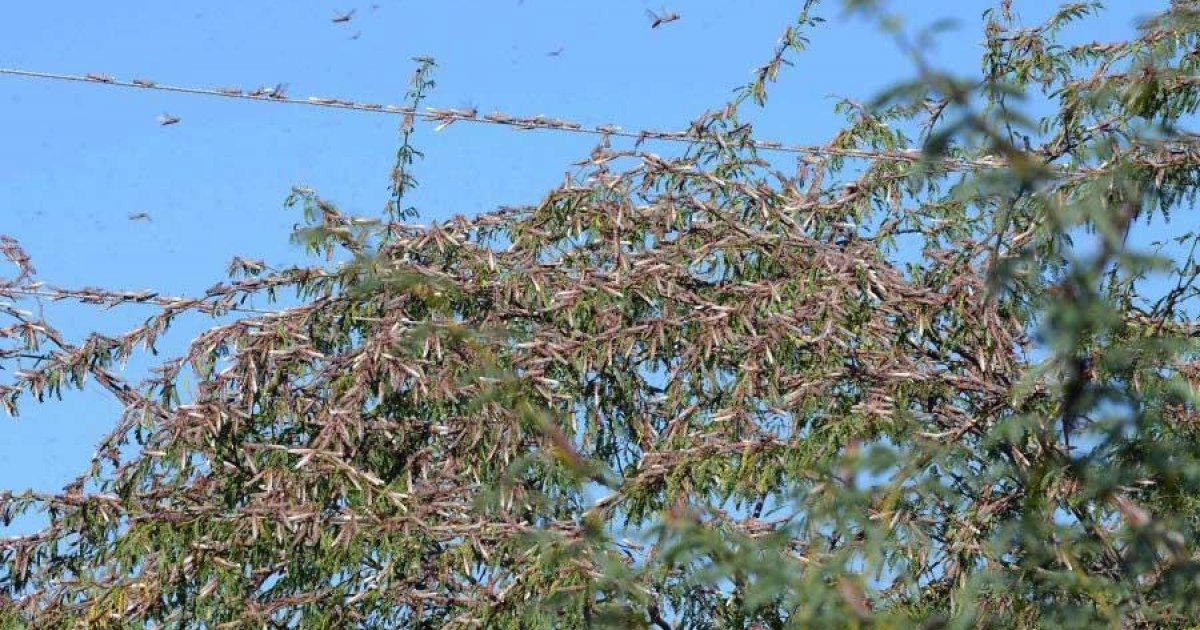 Worst attack in 27 years: Swarms of locusts destroy crops in several ...