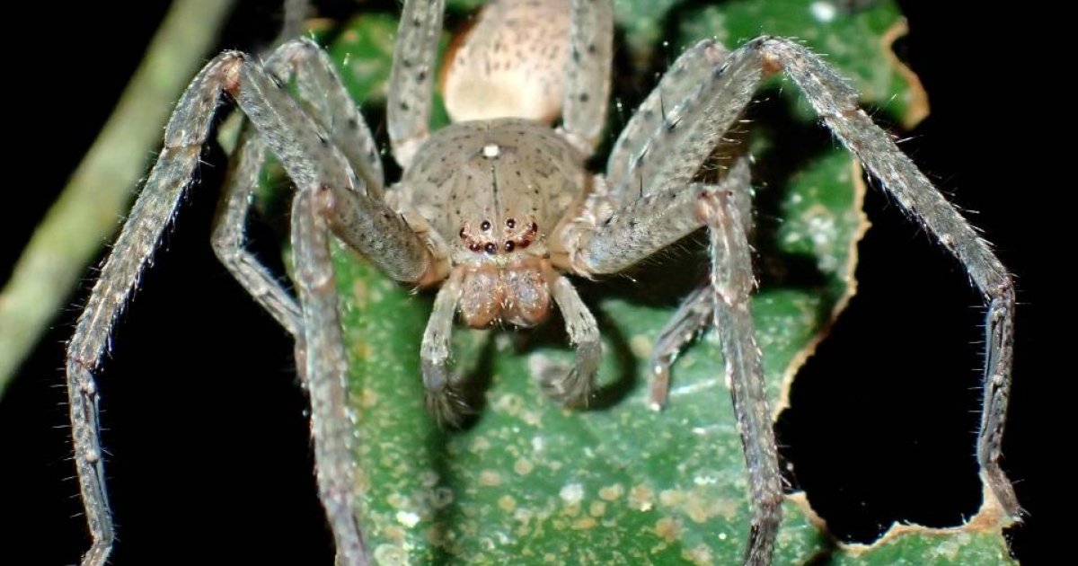 New spider species named after Greta Thunberg
