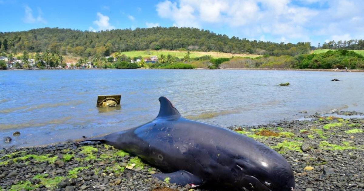 Dolphin deaths in Mauritius oil spill area rise to 40