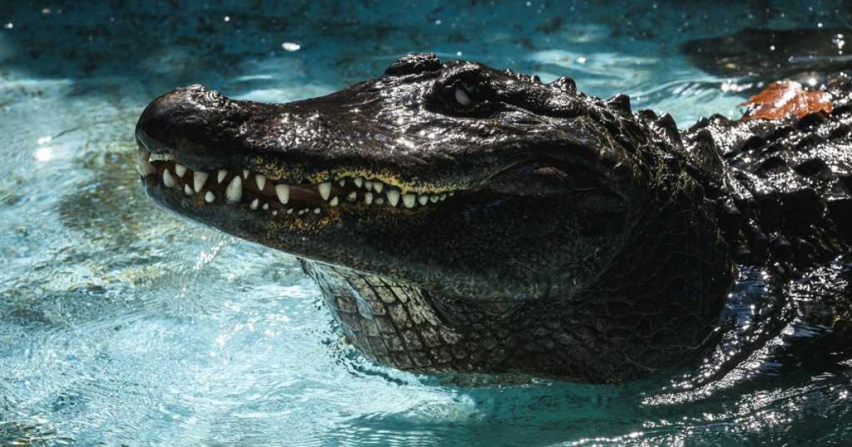World's oldest captive alligator marks 83 years in Belgrade zoo