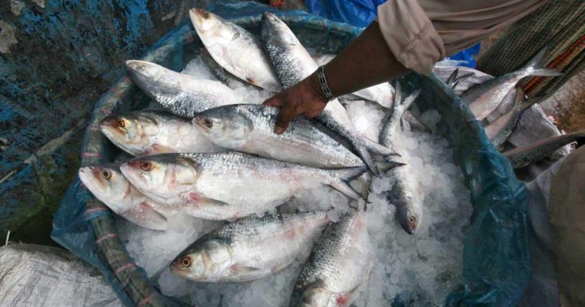 In pictures: One morning at the Karwan Bazar Fish Market