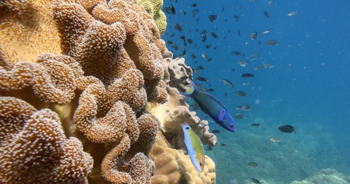 Study: Fish exposed to noise pollution likely to die early