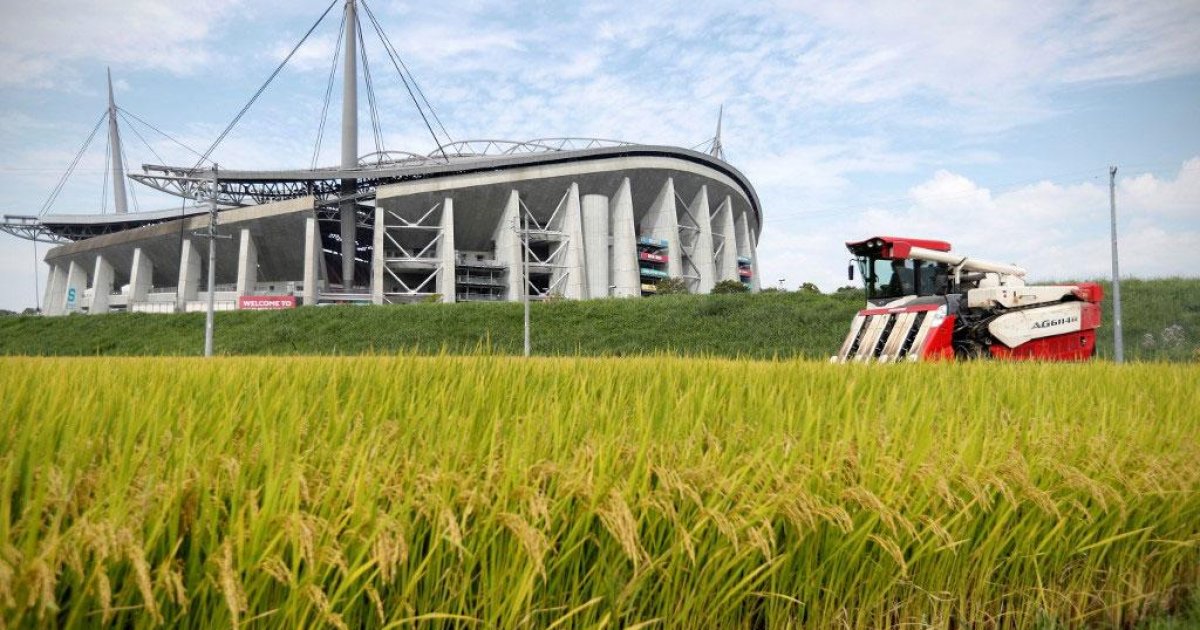 Japanese scientists develop salt-resistant rice variety for ocean farming