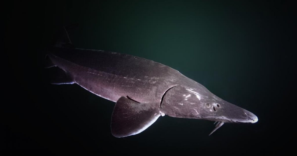 500-year-old sturgeon found in Danish royal shipwreck