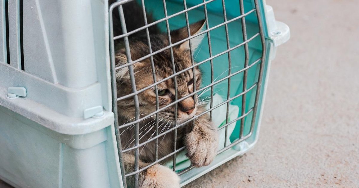 5,000 pets found dead in boxes at Chinese shipping depot