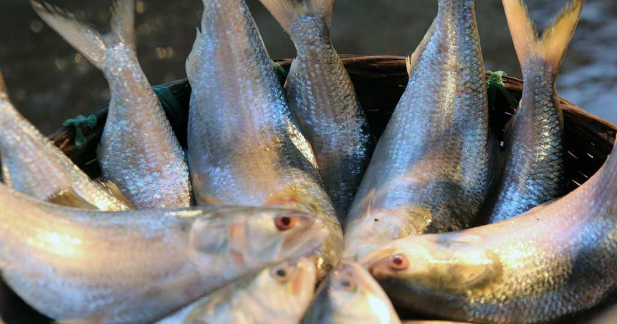 Multiple teams working for conservation of ilish