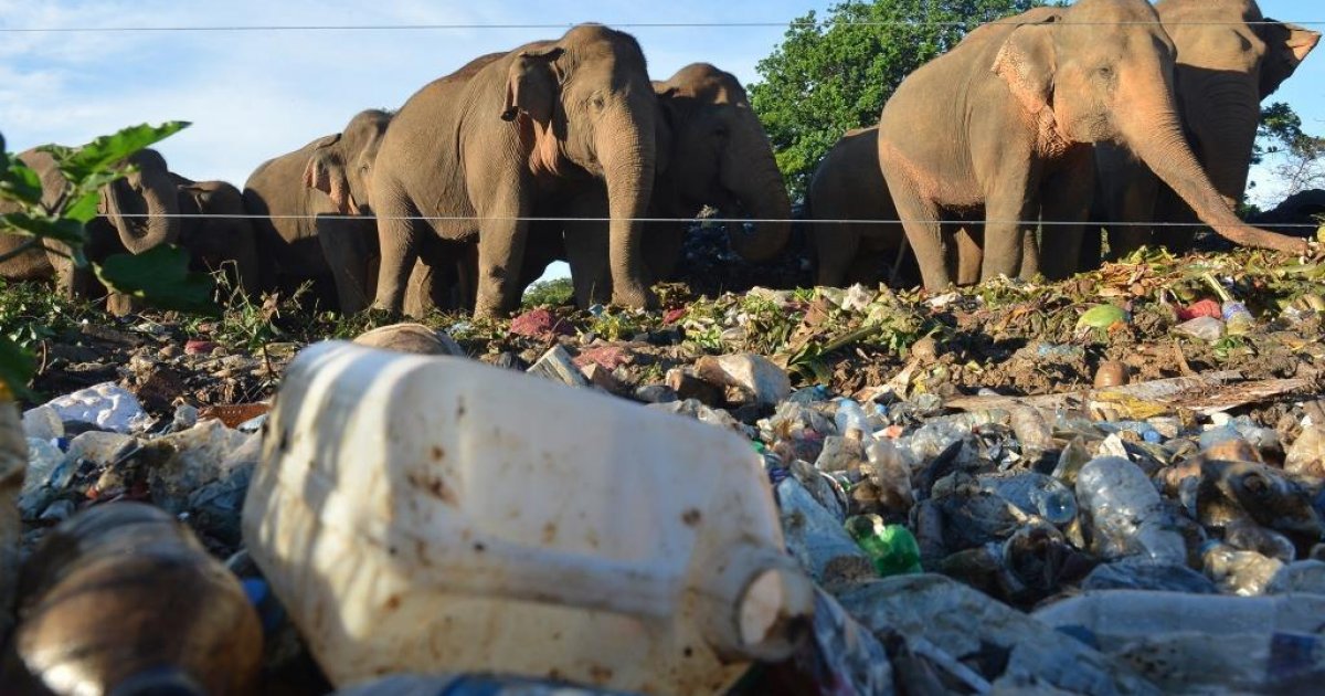 Sri Lanka battles to stop elephants eating plastic trash