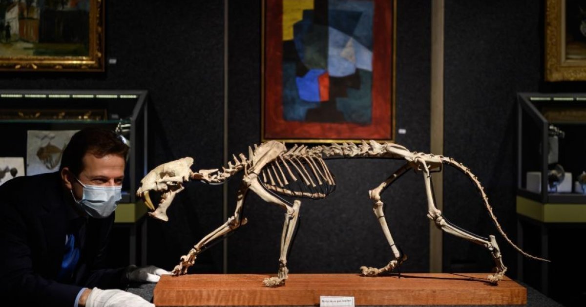 40-million-year-old tiger skeleton sells for $84,000