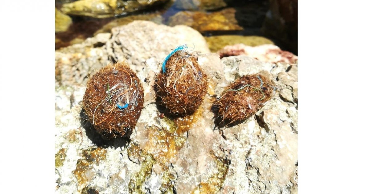 Seagrass 'Neptune balls’ sieve millions of plastic particles from water