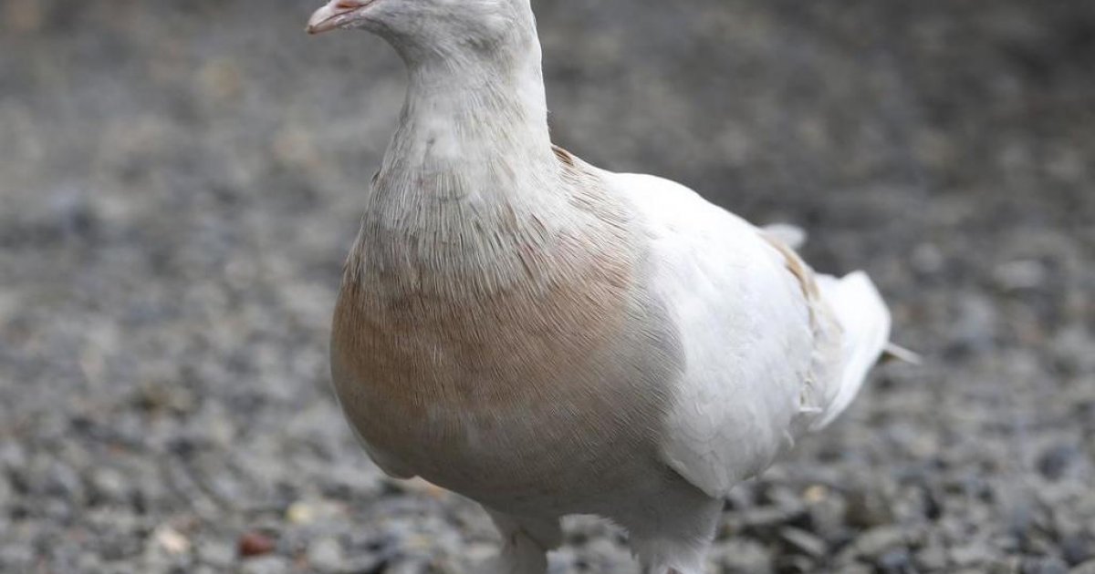 OP-ED: A lesson in compassion