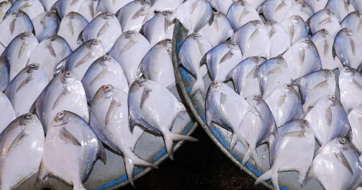 Organic certification helps Bangladesh expand fish market in Germany