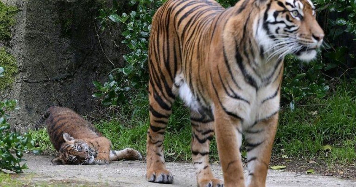 Tiger captured alive after Indonesia zoo escape