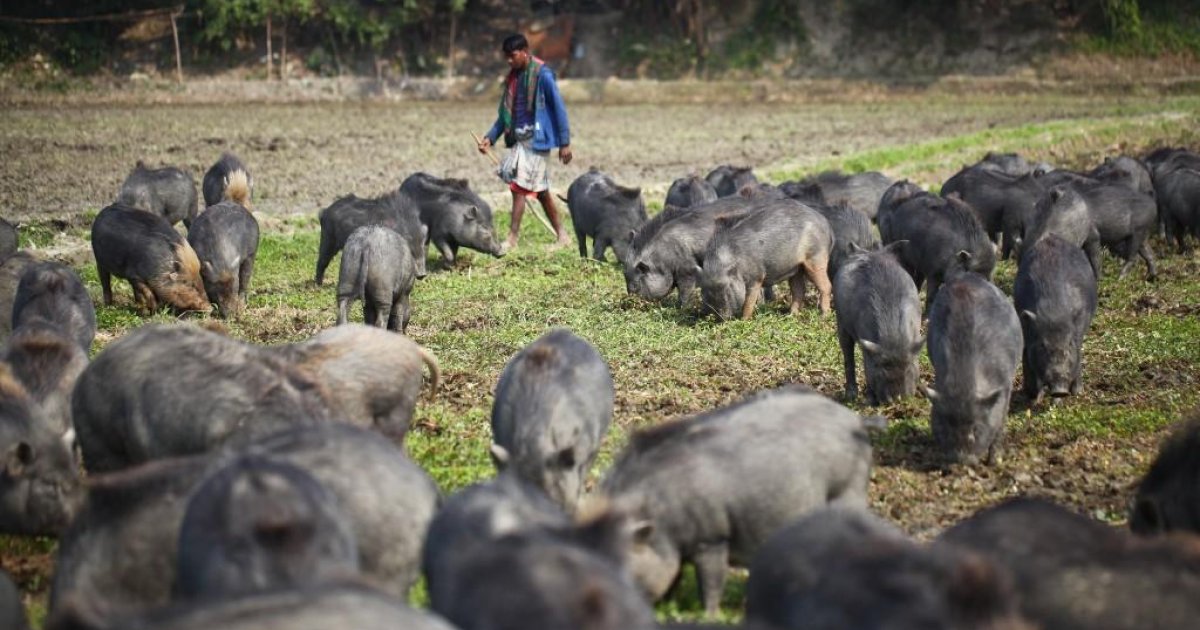 A LIVELIHOOD ON THE GO