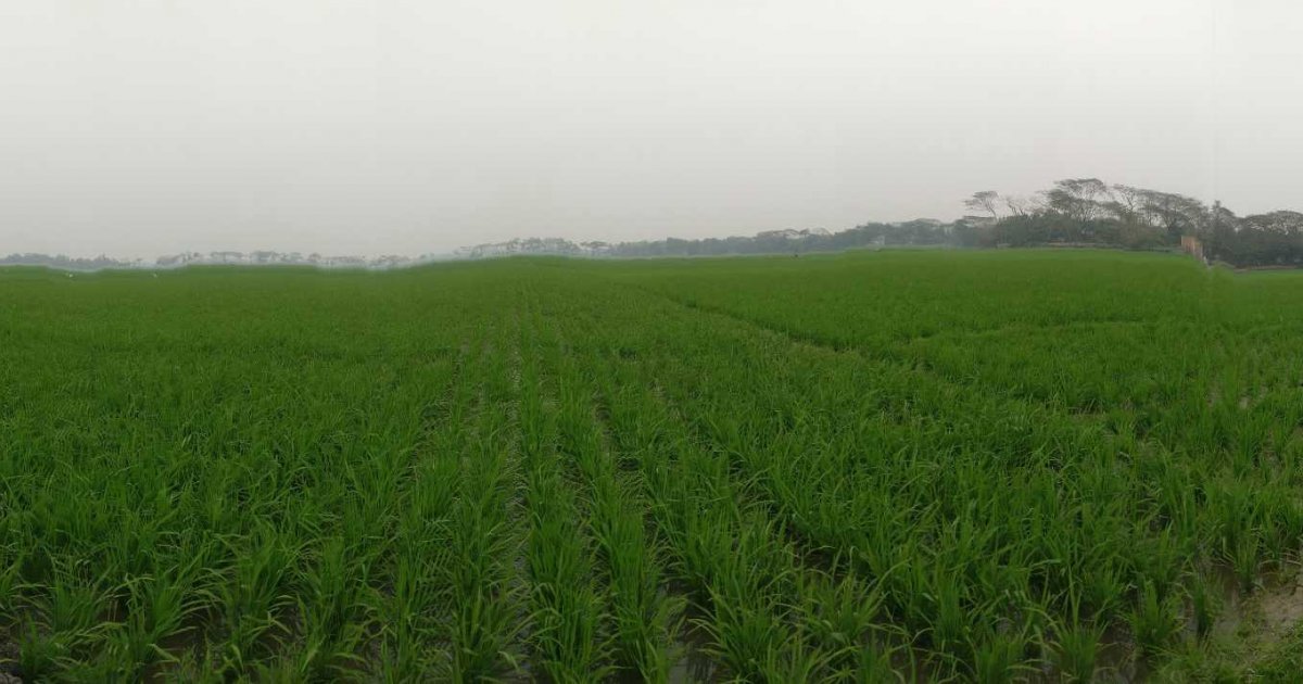 Developing profitable rice production for food security