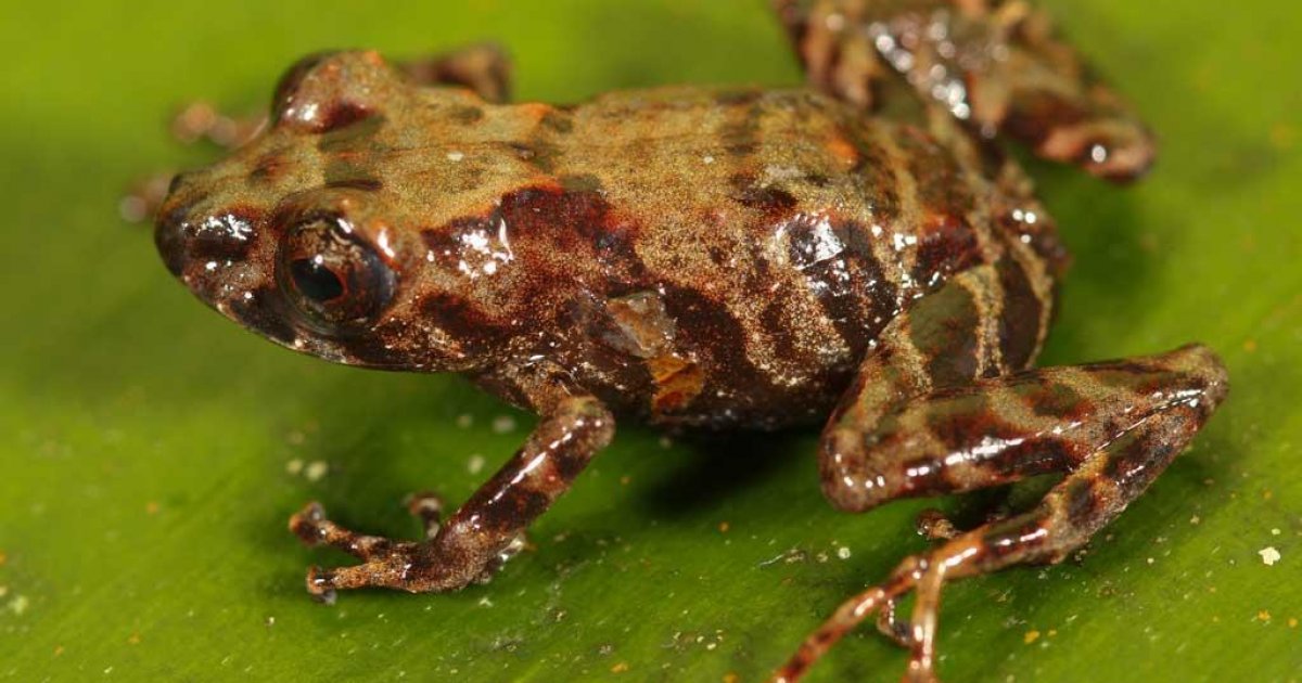 New Peruvian frog leaps into amphibian species ledger