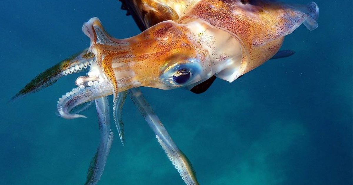 Nasa sends squid from Hawaii into space for research