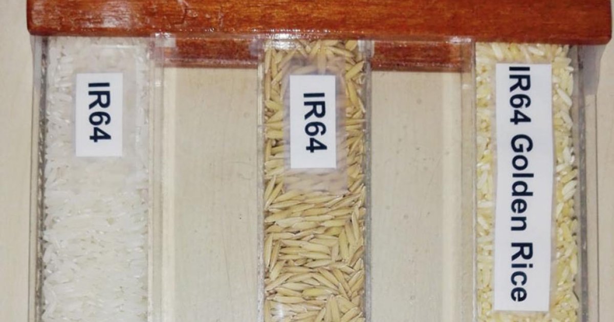 Philippines becomes first country to approve Golden Rice for planting