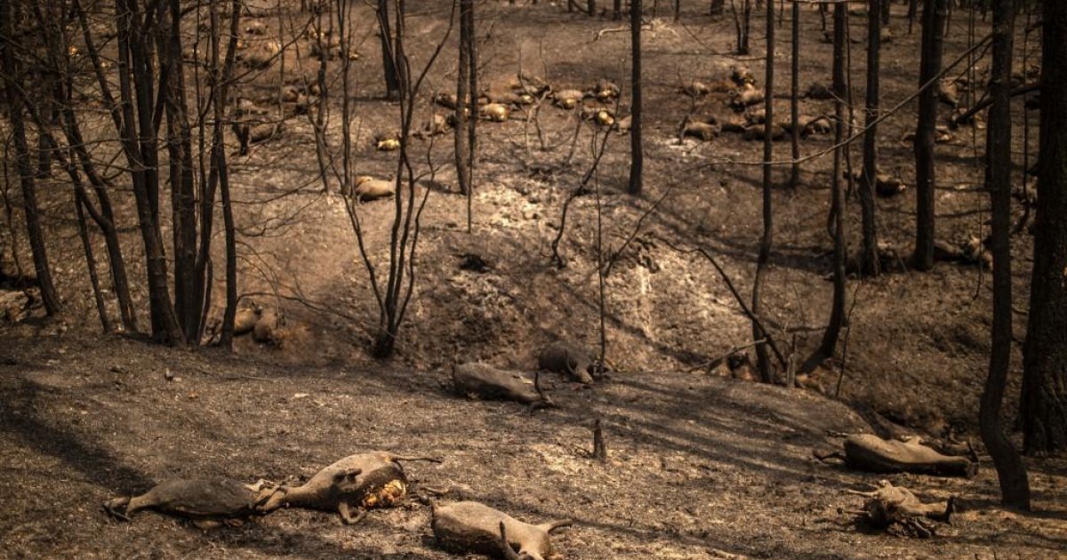 'Countless' animals threatened by fires ravaging Europe