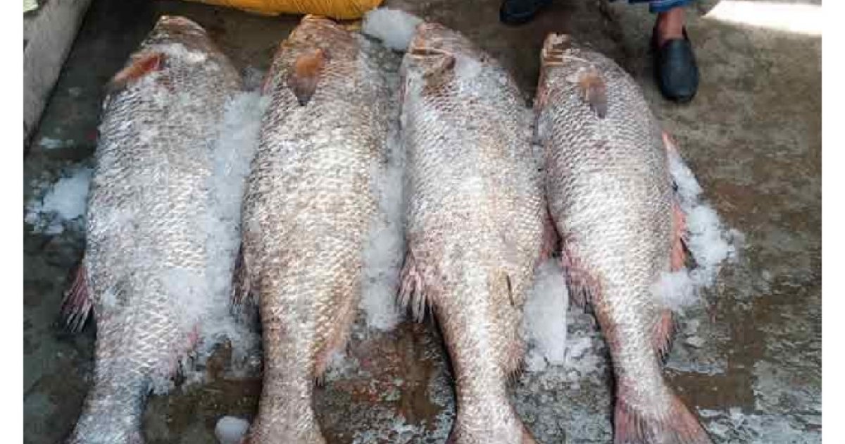 More cash incentives for chilled fish exporters soon