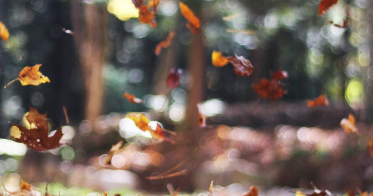 OP-ED: The falling leaves