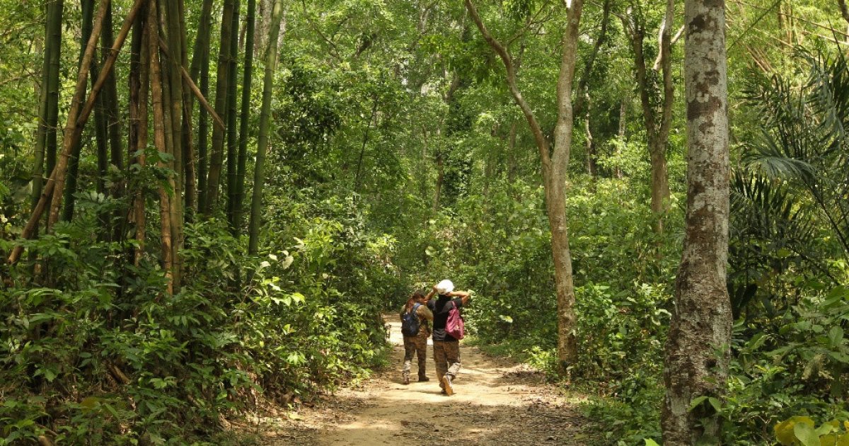 Breathing new life into our forests