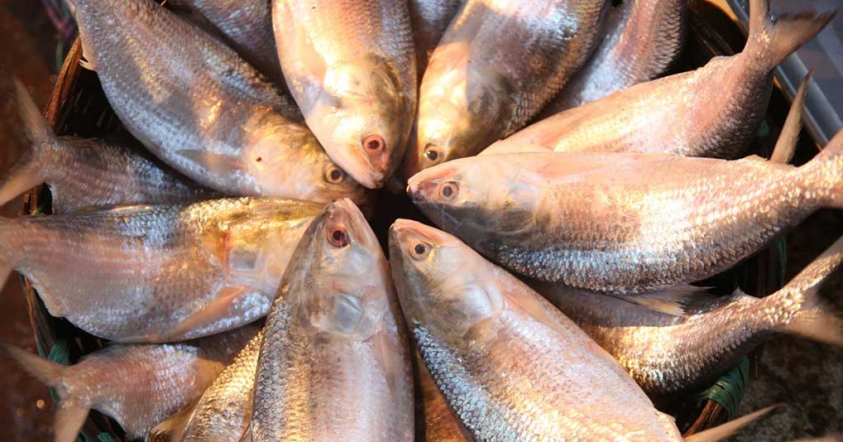 Bangladesh exports 60 tons of hilsa to India for Durga Puja